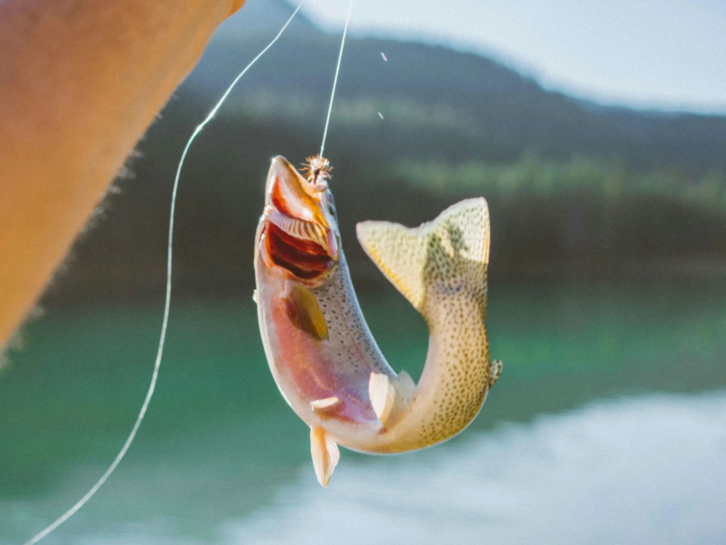 Como Logotipo De Pesca