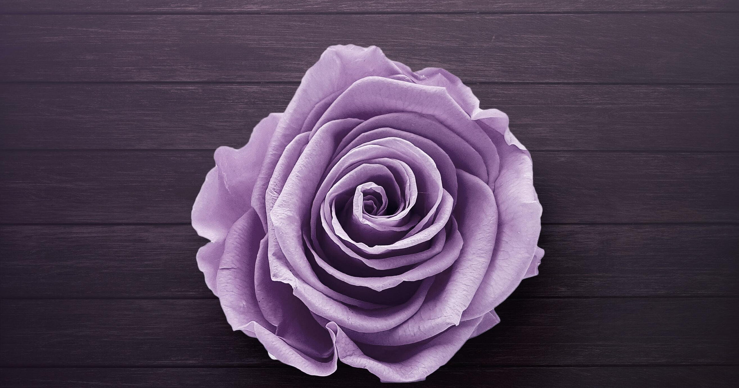 Purple Logos + Free Logo Maker